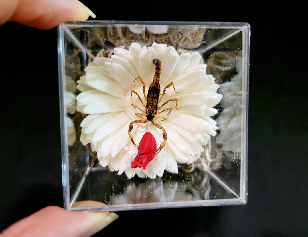 Real Scorpion Heart Decor, Goth Insect Oddity Decor, Faux Anatomical ...