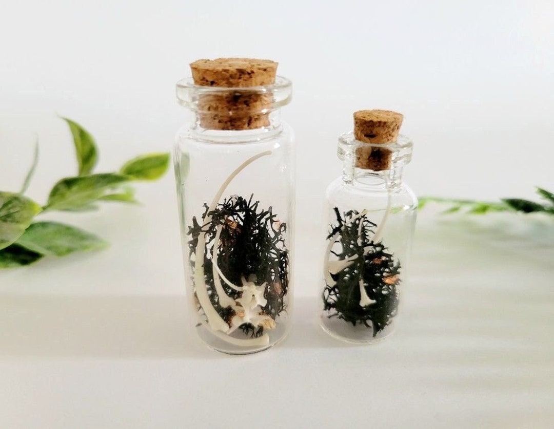 Snake Bone Jar, Goth Oddity Jars, Witch Spell Jar, Vulture Culture Art ...