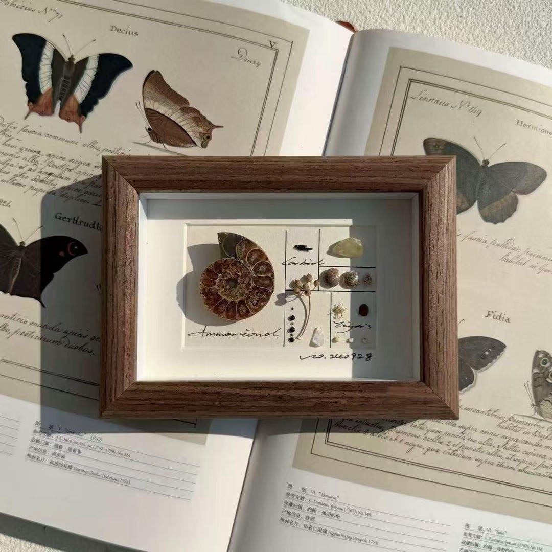 Timeless Gift – Ammonite Fossil Shadow Box • Natural History Display ...