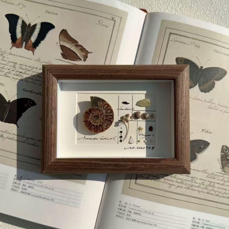 Timeless Gift – Ammonite Fossil Shadow Box • Natural History Display ...