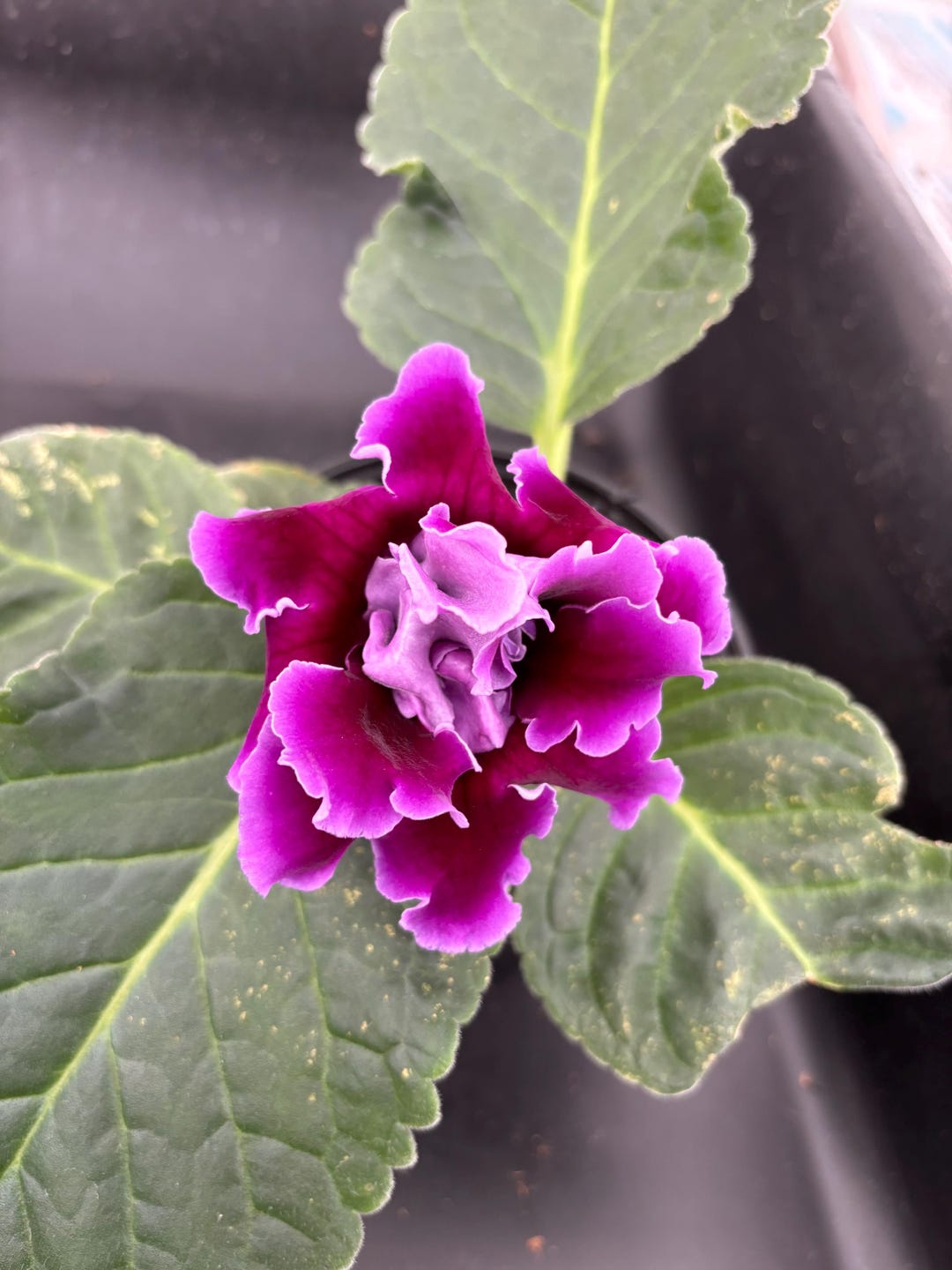 Sinningia ‘avanti Purple’ - Etsy