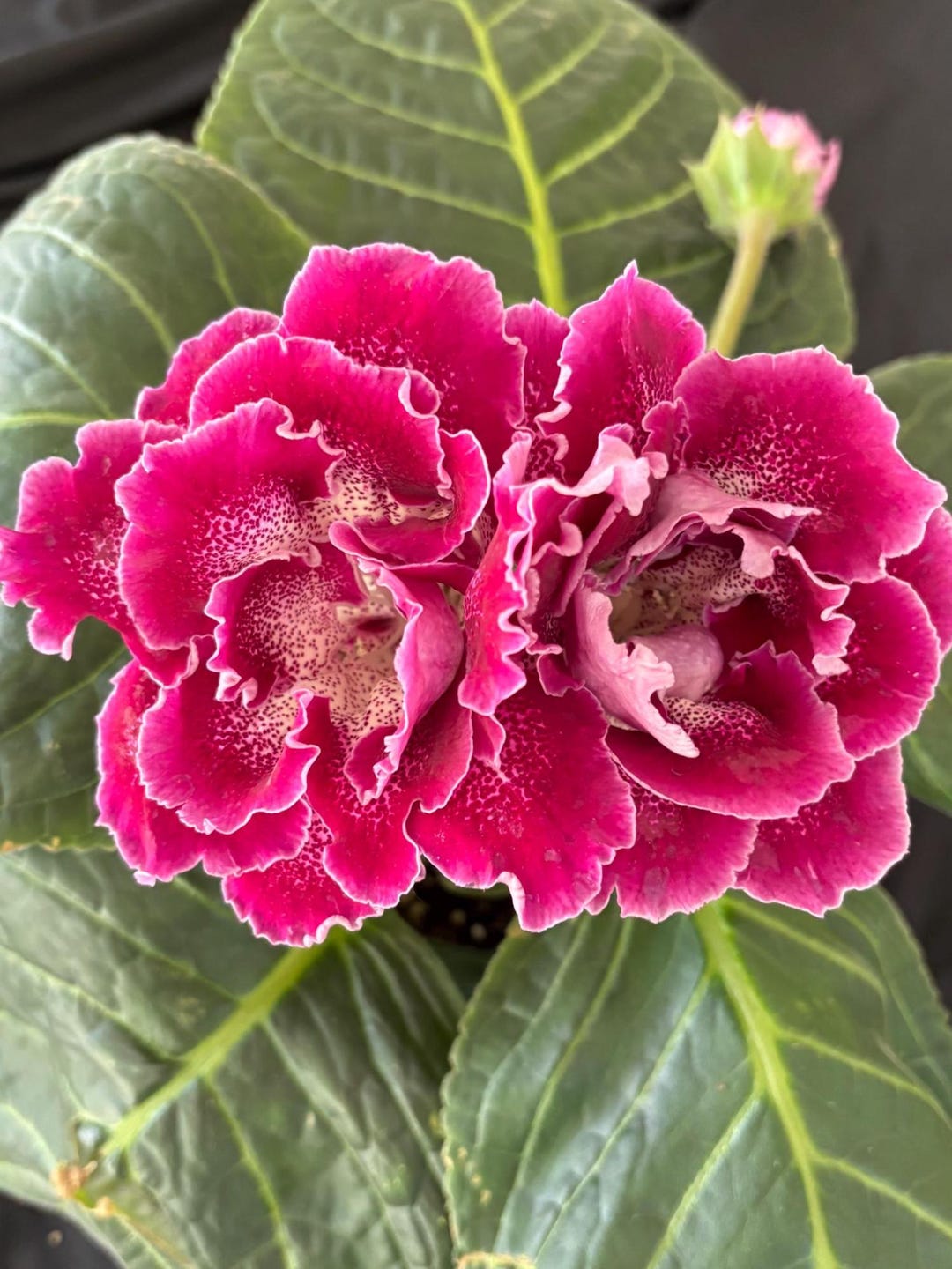 Sinningia 'maestro’ - Etsy