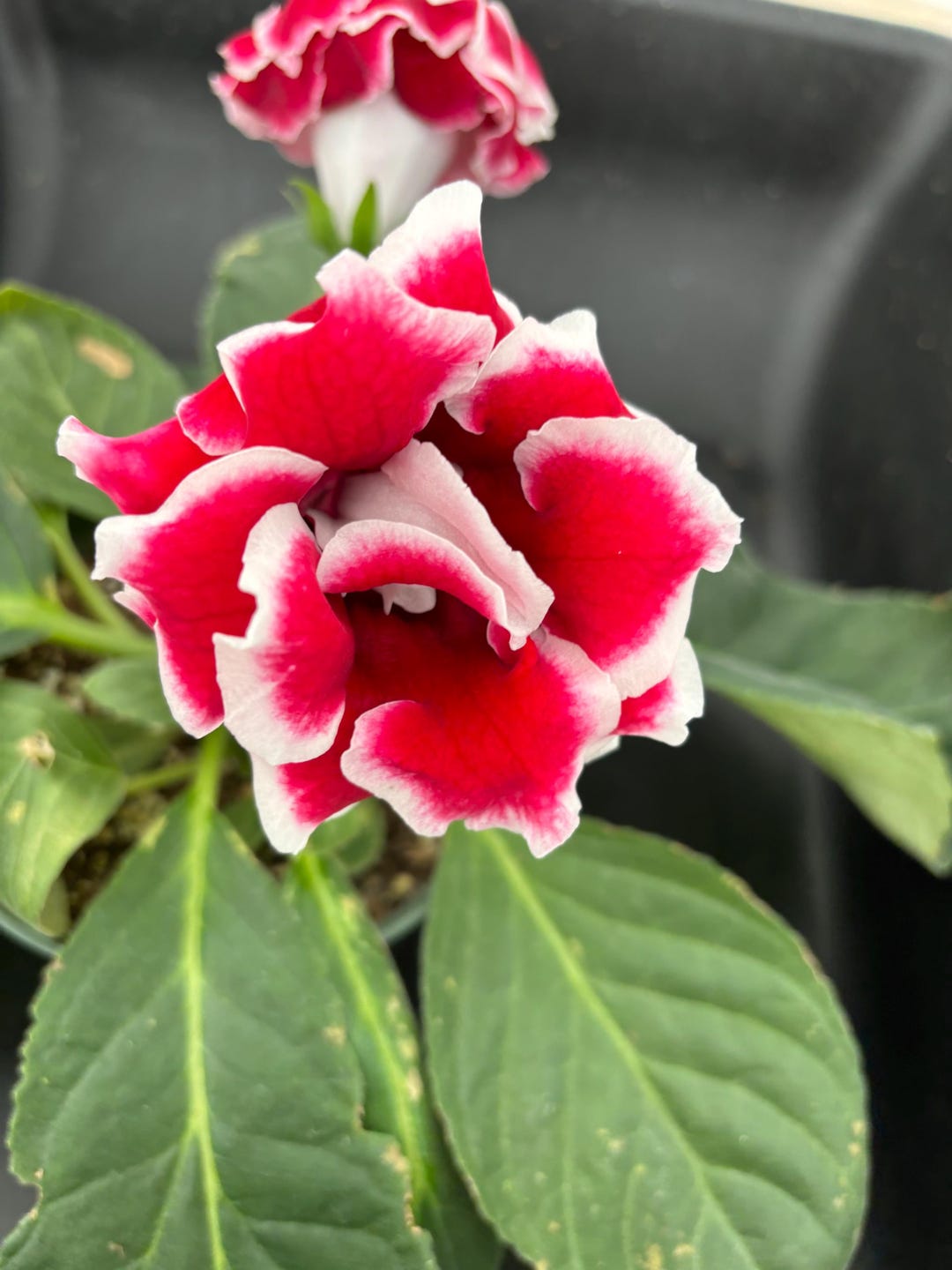 Sinningia ‘avanti Red Frost’ - Etsy