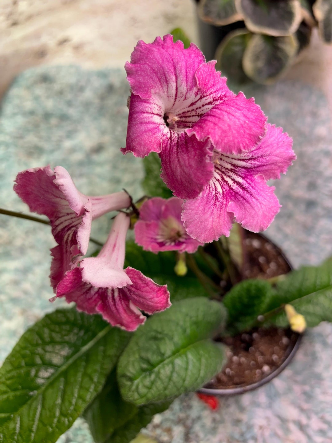 Stretocarpus "majestic" - Etsy