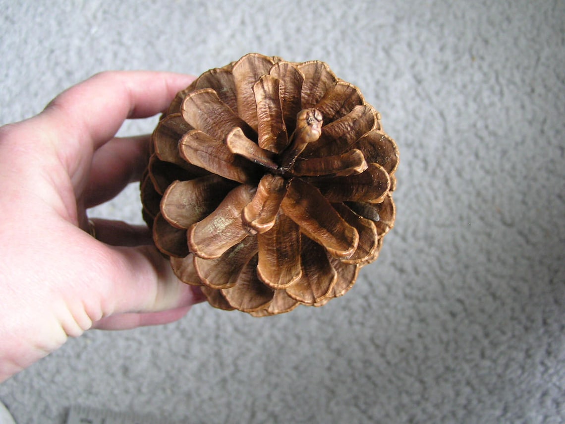 Large Pinecone Pinecone Prickly Pinecone Organic | Etsy