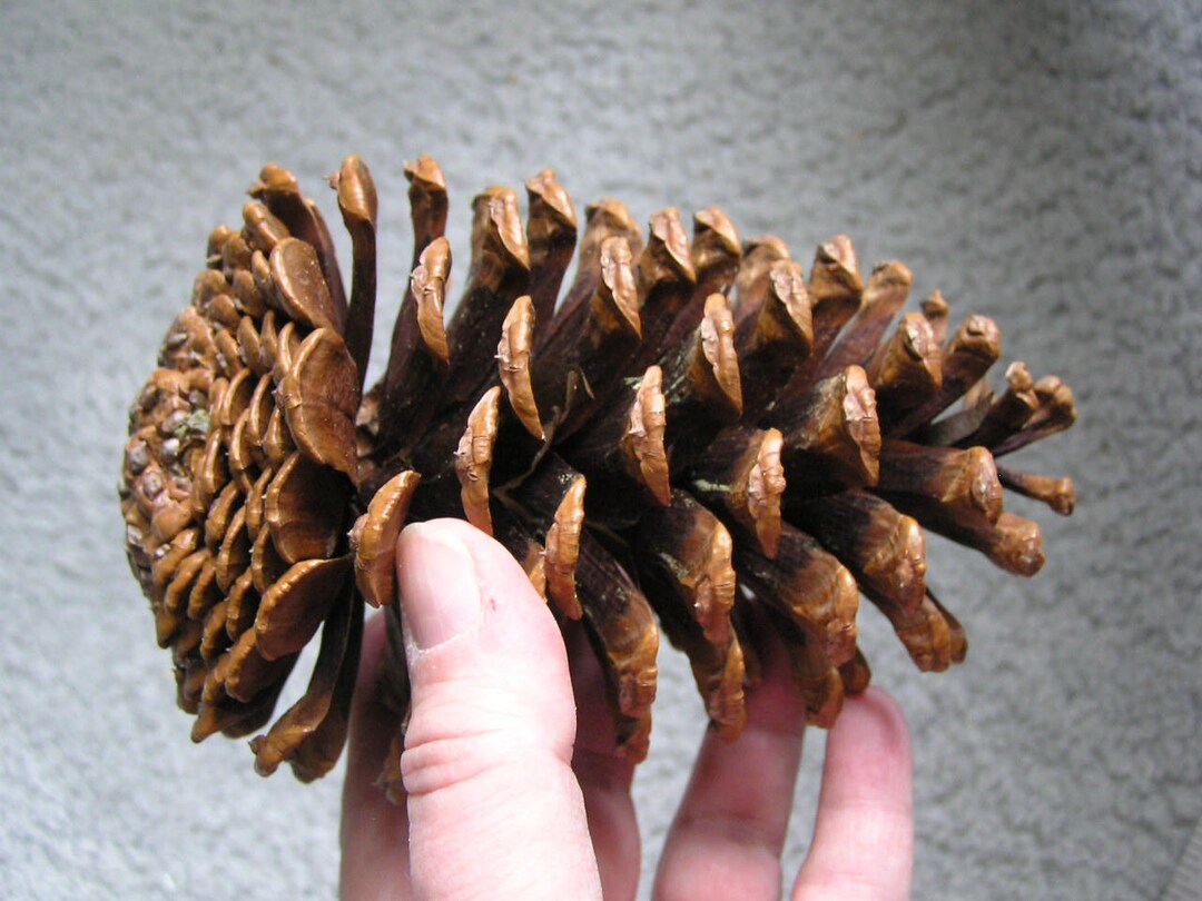 Large Pinecone - Pinecone - Prickly Pinecone - Organic Pinecone ...