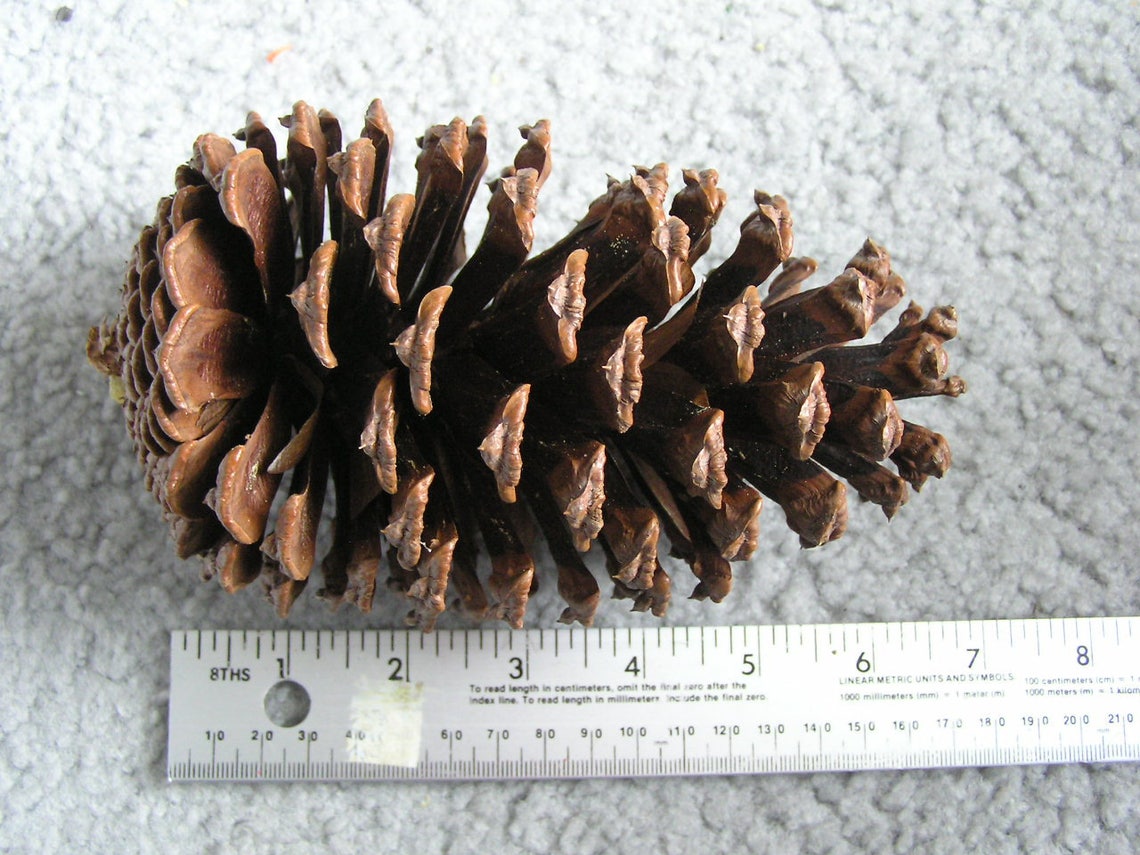 Large Pinecone Pinecone Prickly Pinecone Organic | Etsy