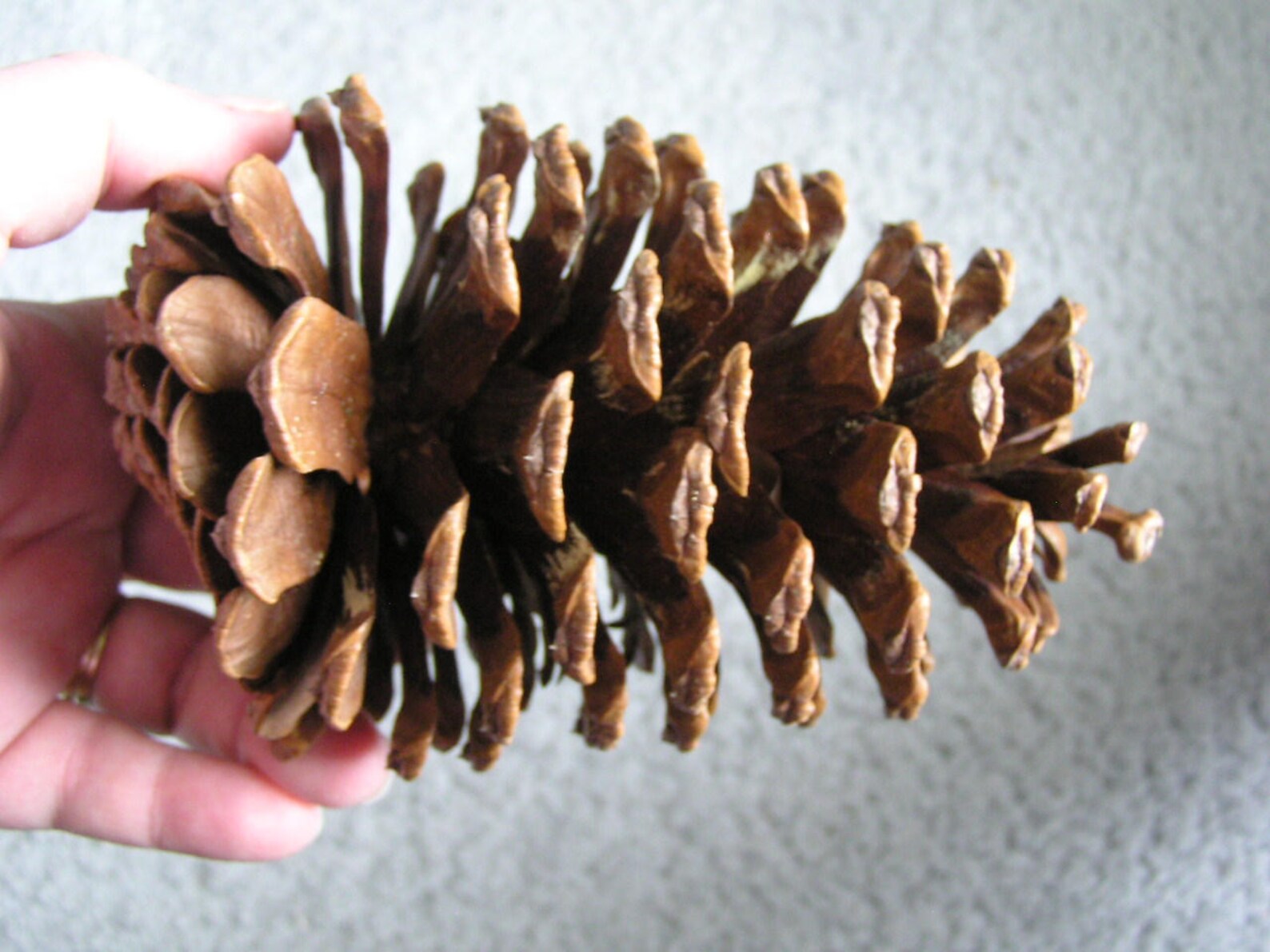 Large Pinecone Pinecone Prickly Pinecone Organic | Etsy