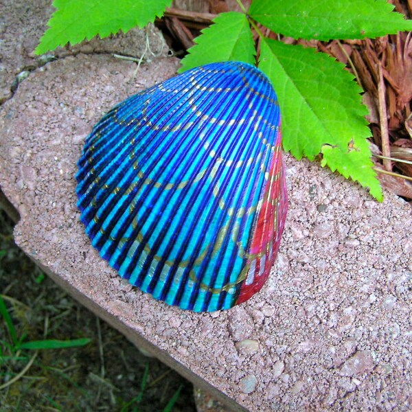 Painted Seashells - Etsy