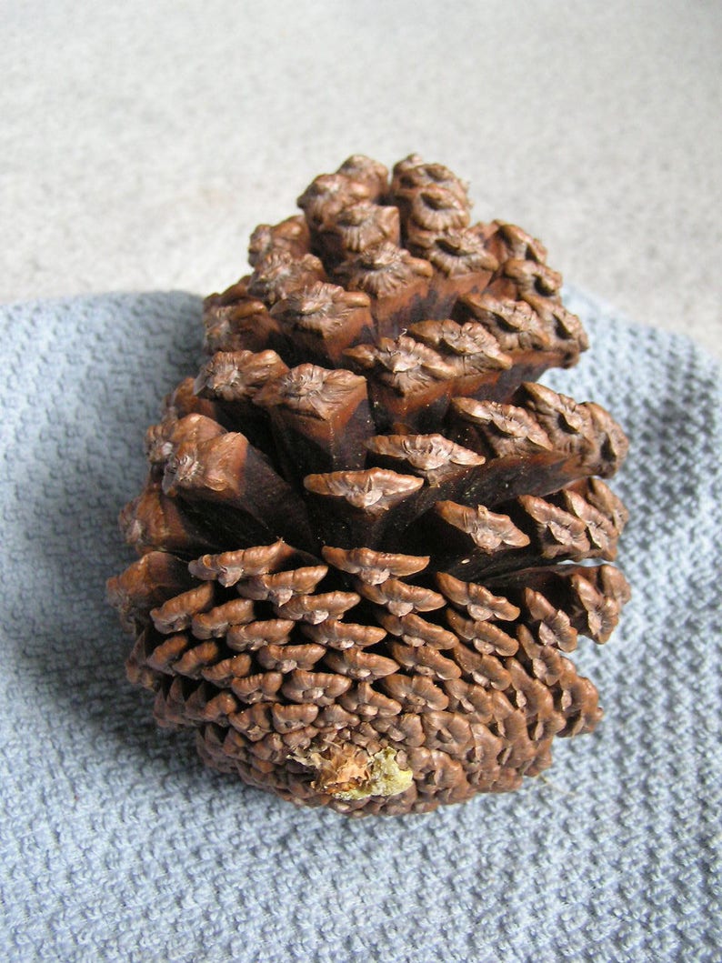 Large Pinecone Pinecone Prickly Pinecone Organic - Etsy