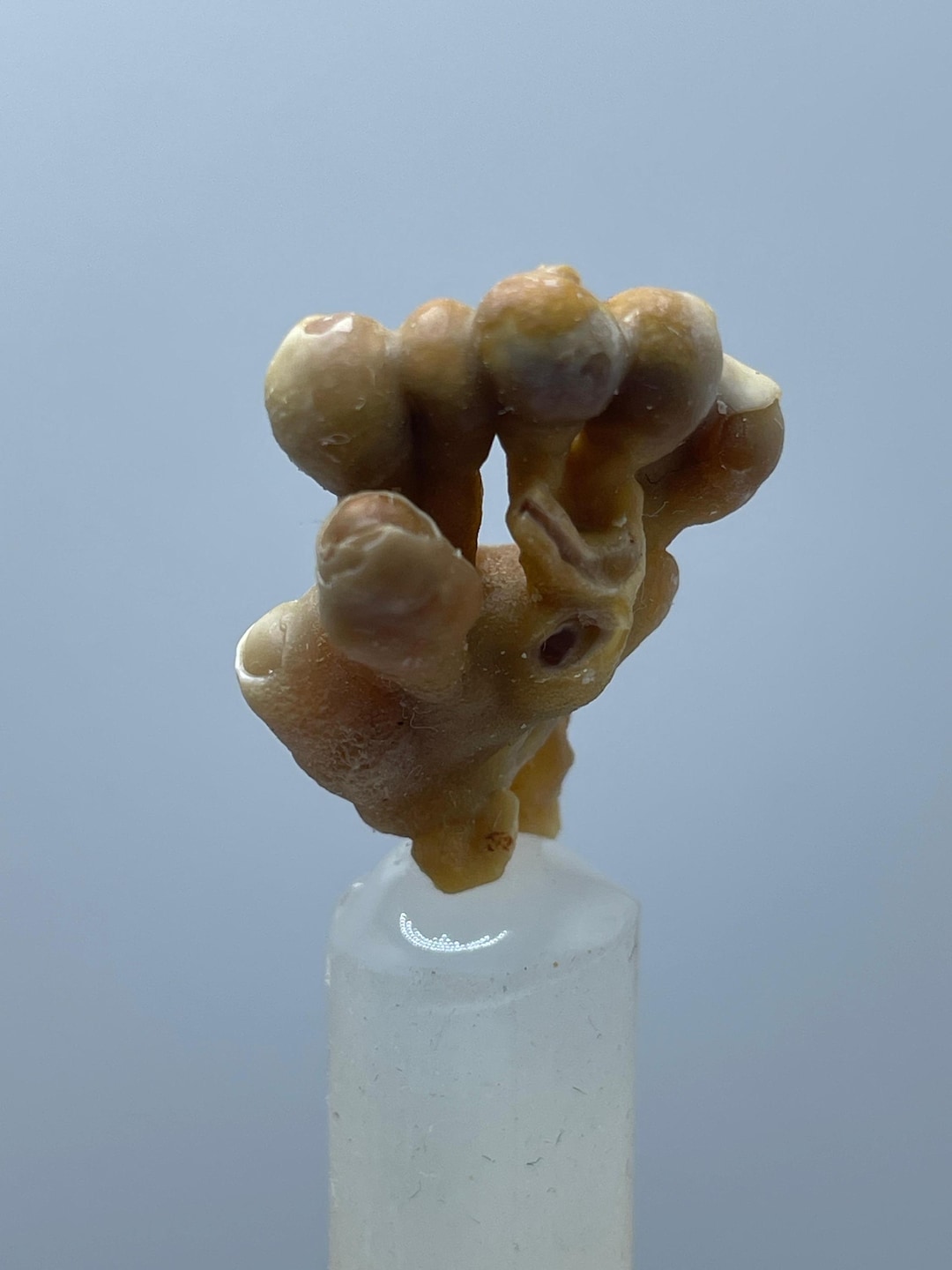 Raw Calcite Stalagmite:natural Mineral Specimen, Collector's Gemstone ...