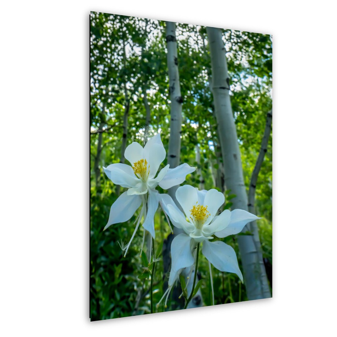 Columbine Wildflower Print: Aspen Trees, Crested Butte Mountain Art - Etsy
