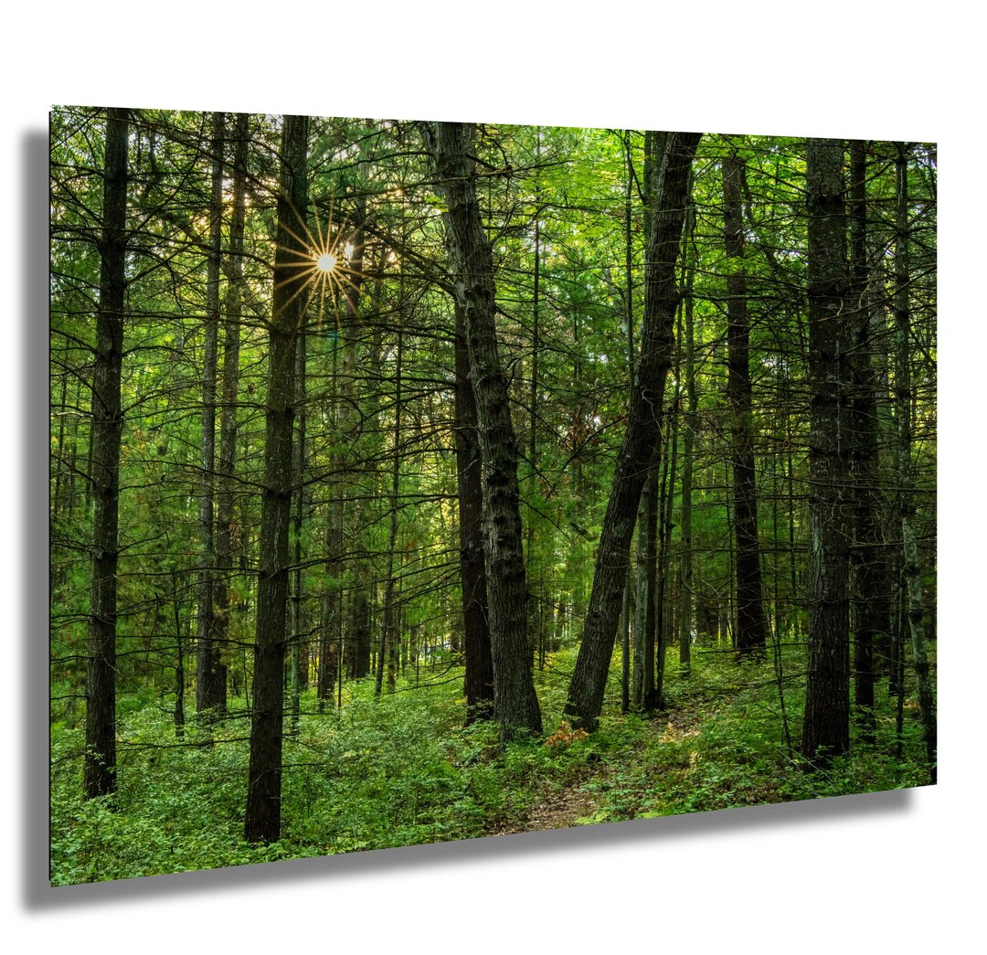 Traverse City Forest Sunrise Photo – Peaceful Nature Wall Art, Woodland ...