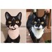 Custom Cat Sculpture 7-12 Inches Tall - Etsy