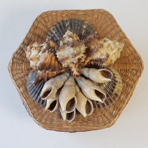 Vintage Grass Basket Box With Sea Shell Decoration, 6 Sided Hexagon Box ...