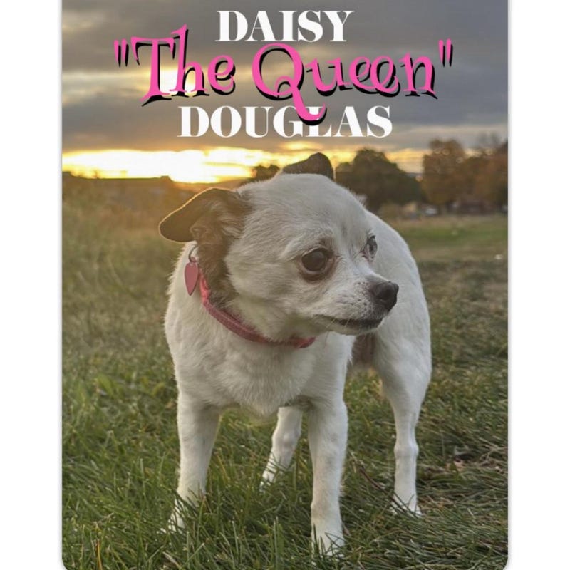 White Douglas Dog - Etsy