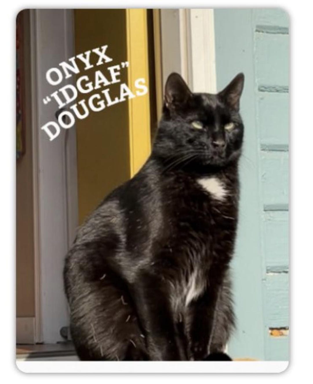 Onyx "idgaf" Douglas Sticker - Etsy