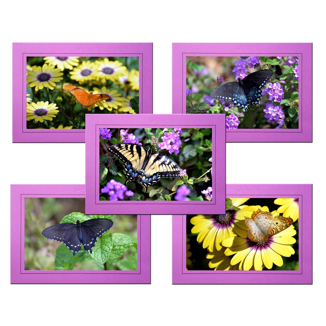 Butterfly Stationery Set of 5 Photo Note Cards Butterfly - Etsy