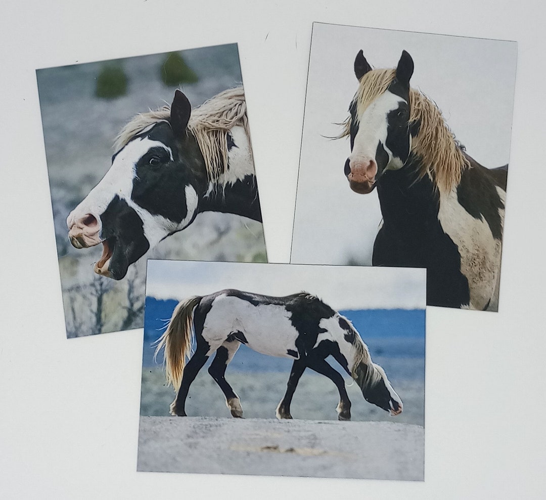 Set of 3 Wild Mustang Horse Photo Magnets Paint Horse Lover - Etsy