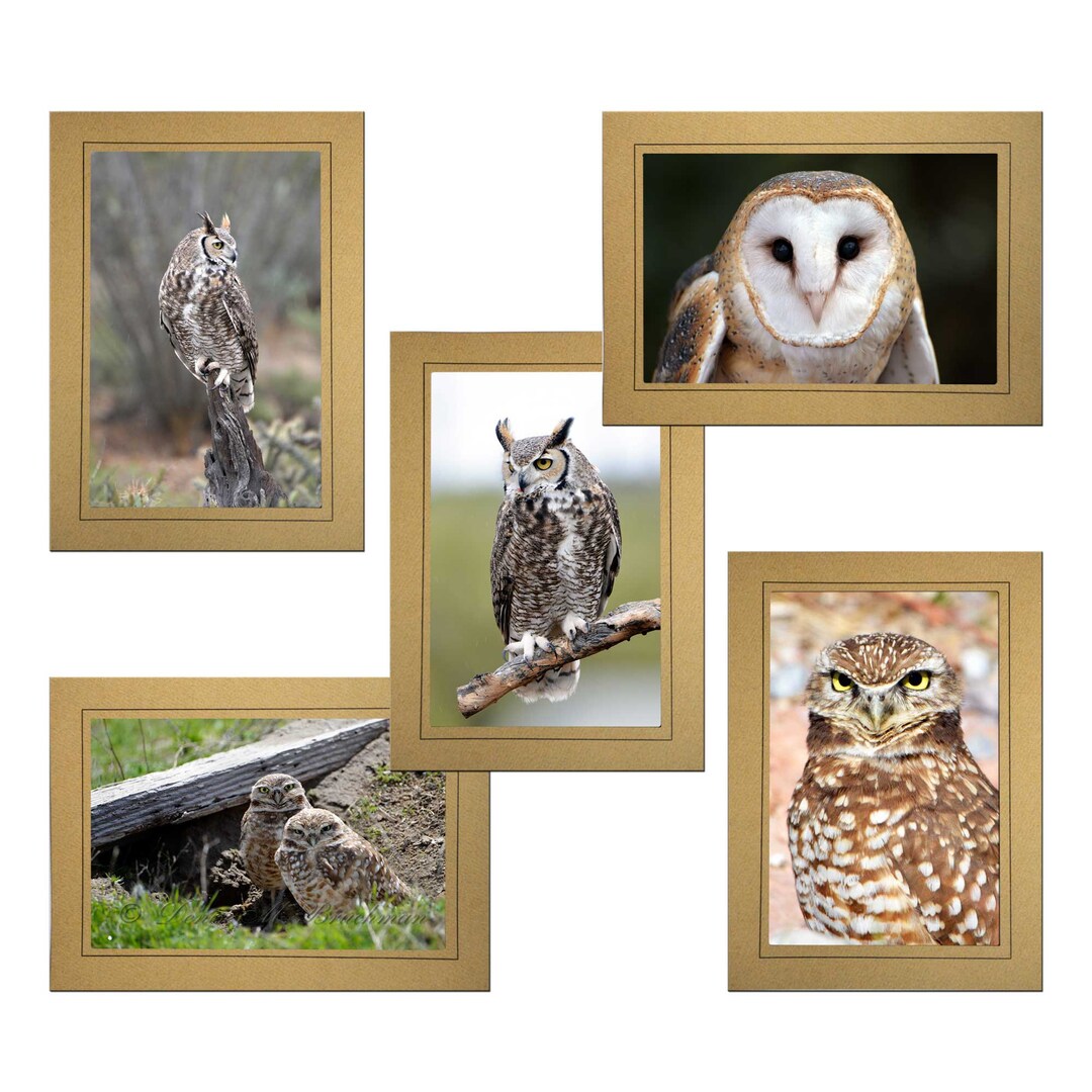 Owl Photo Stationery Set of 5 Photo Note Cards Barn Owl Burrowing Owl ...