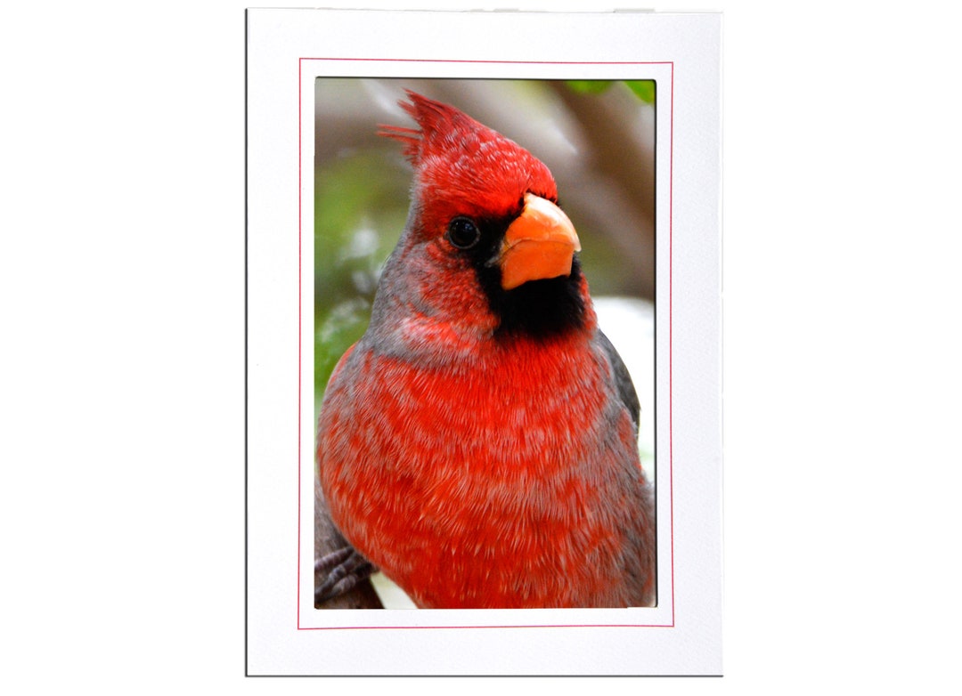 Red Cardinal Bird Photo Note Card Stationery Red Bird Lover Stationery ...