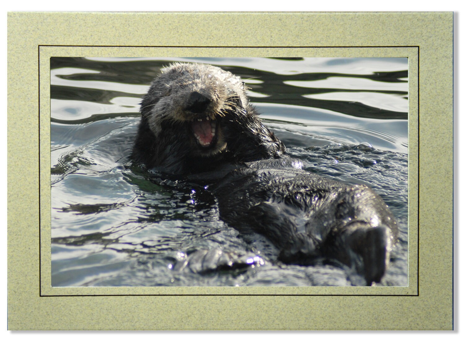 Beach Stationary Sea Otter Photo Note Card Blank Sea Otter - Etsy