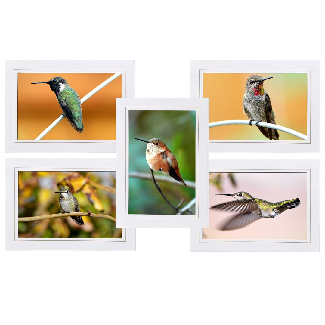 Hummingbird Stationery Set of 5 Photo Note Cards Hummingbird Photo ...
