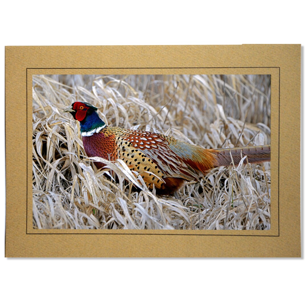 Ring-necked Pheasant Photo Note Card: Blank Bird Hunting Gift - Etsy
