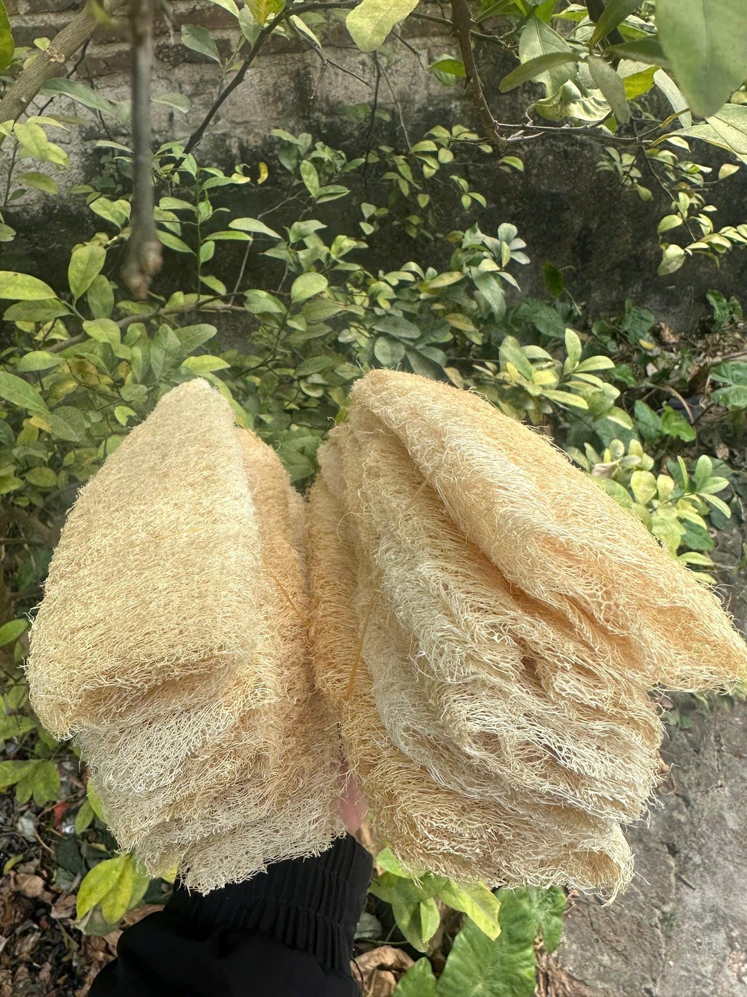 Large Natural Loofah Handmade Loofah Natural Cleaning Unbleached Loofah ...