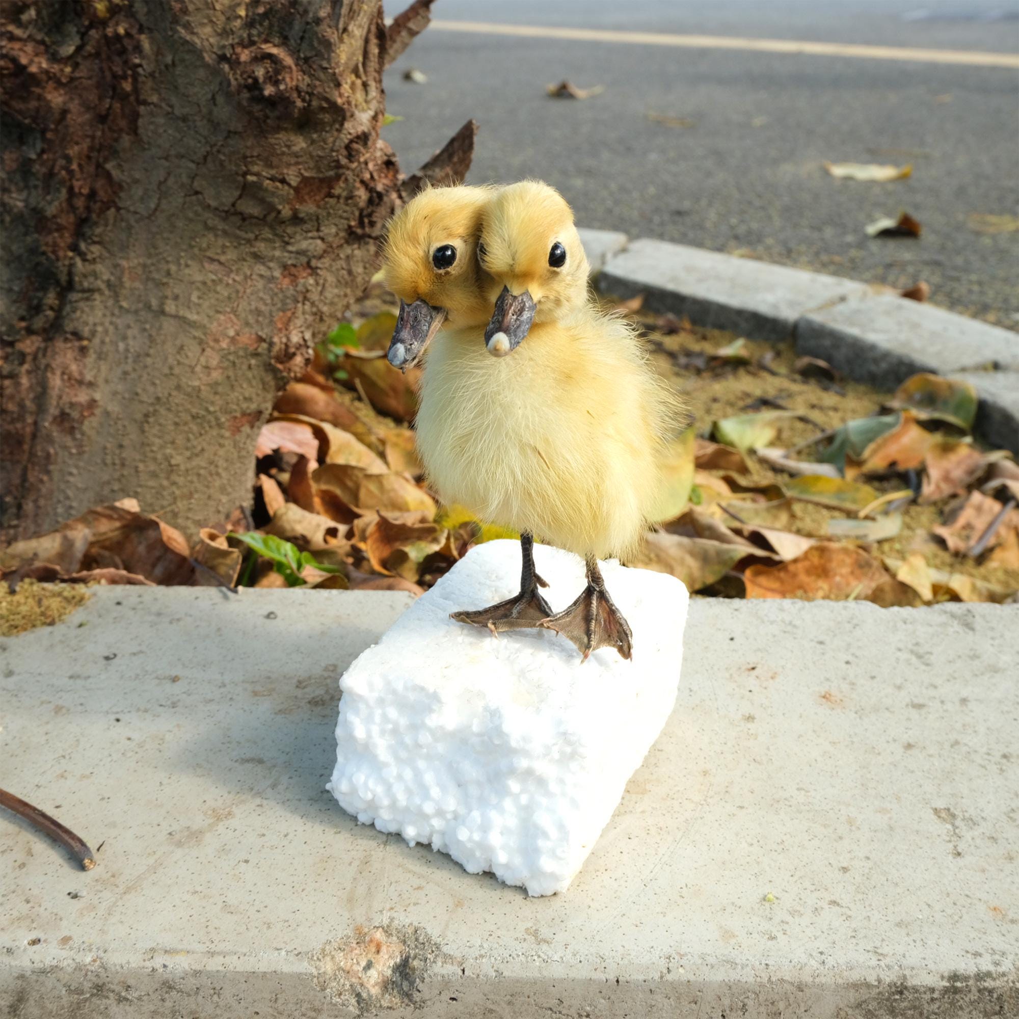 Thriller Strange 2 Headed 1：1 Duck Taxidermy Brown Duckling Oddity Home ...