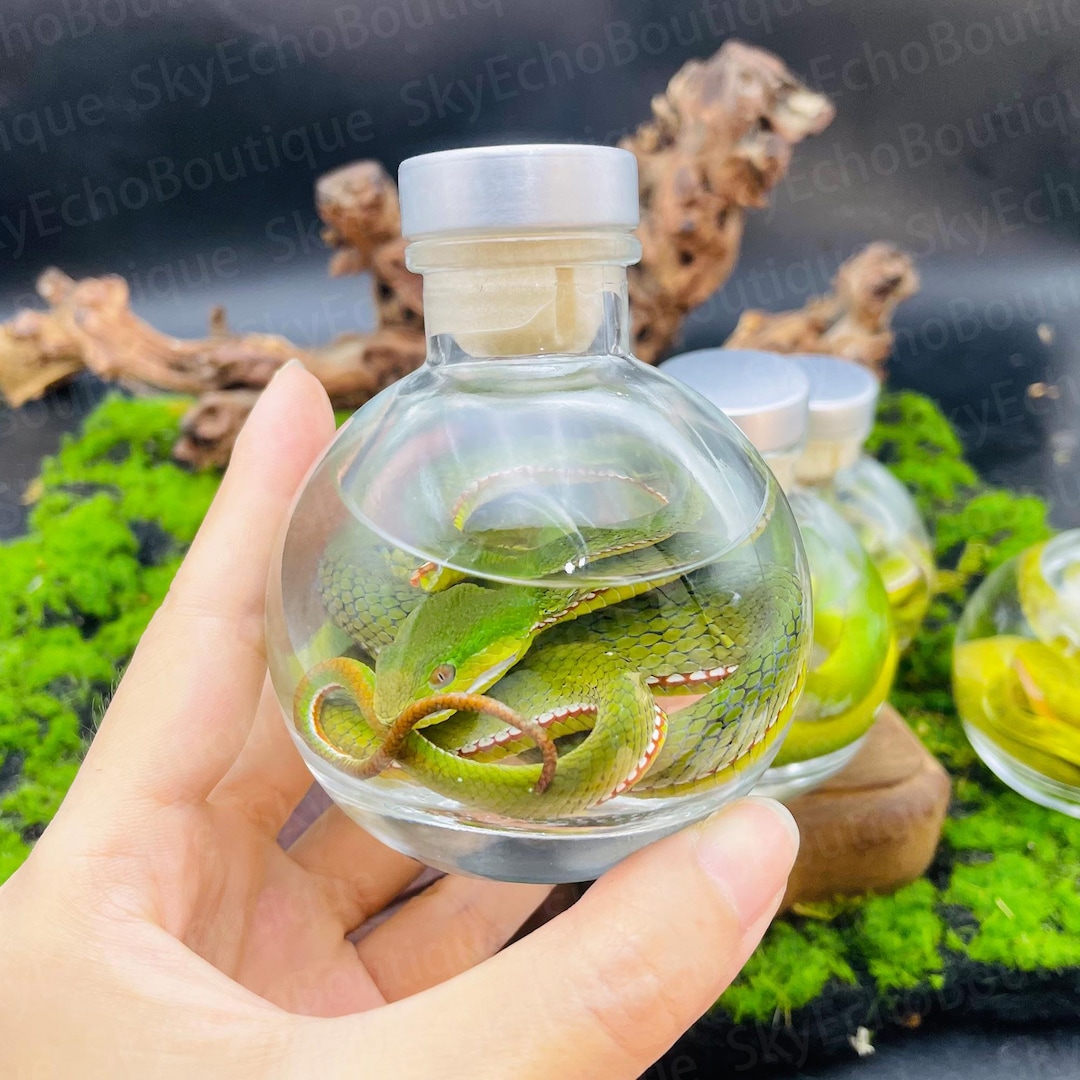 Real Snake Specimen, Real Animal Specimen, Clean and Complete, Specimen ...