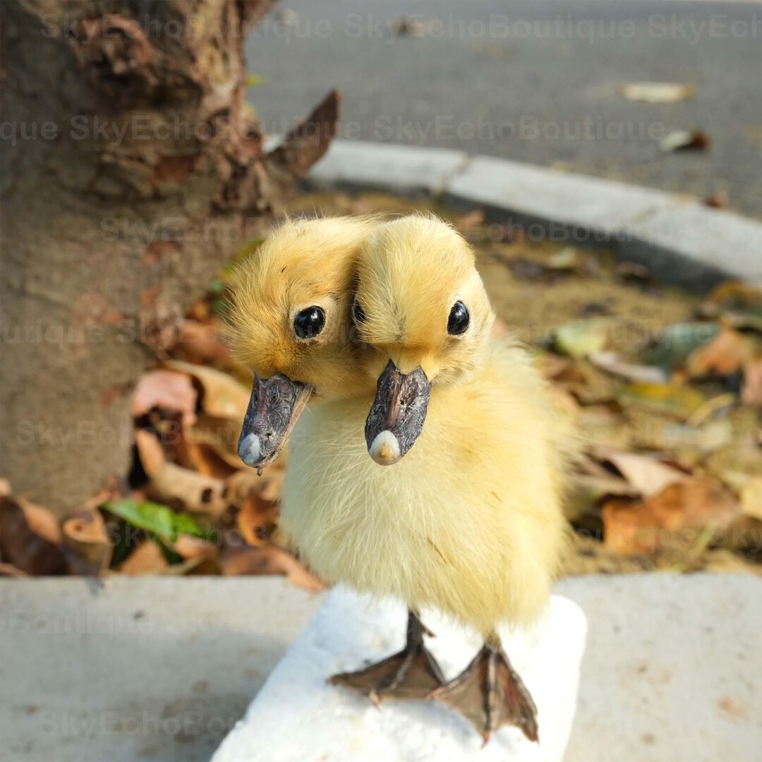 Thriller Strange 2 Headed 1：1 Duck Taxidermy Brown Duckling Oddity Home ...