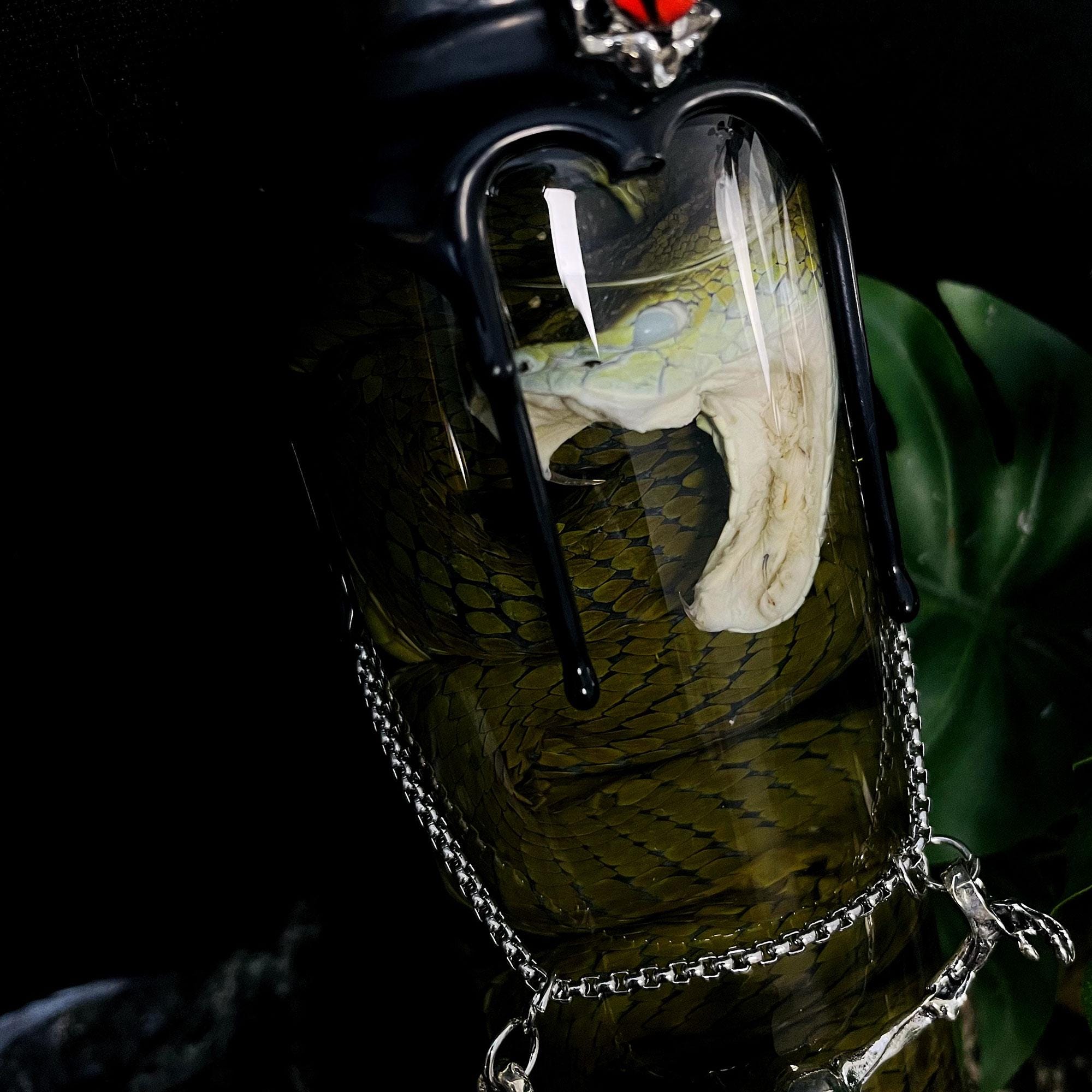 Real Snake Specimen,real Animal Specimen,clean and Complete,specimen ...