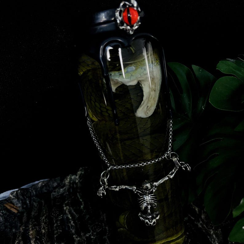 Real Snake Specimen,real Animal Specimen,clean and Complete,specimen ...