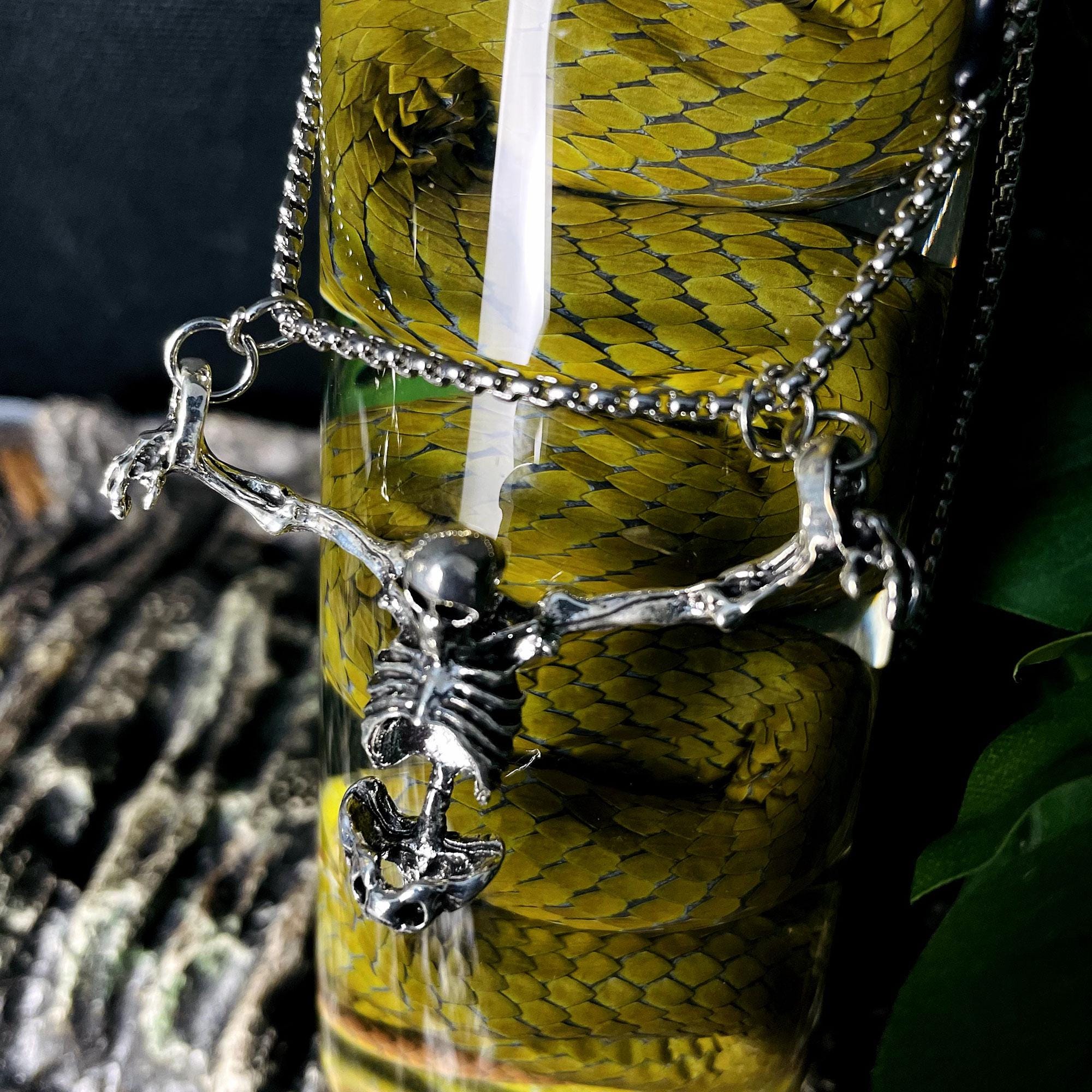 Real Snake Specimen,real Animal Specimen,clean and Complete,specimen ...