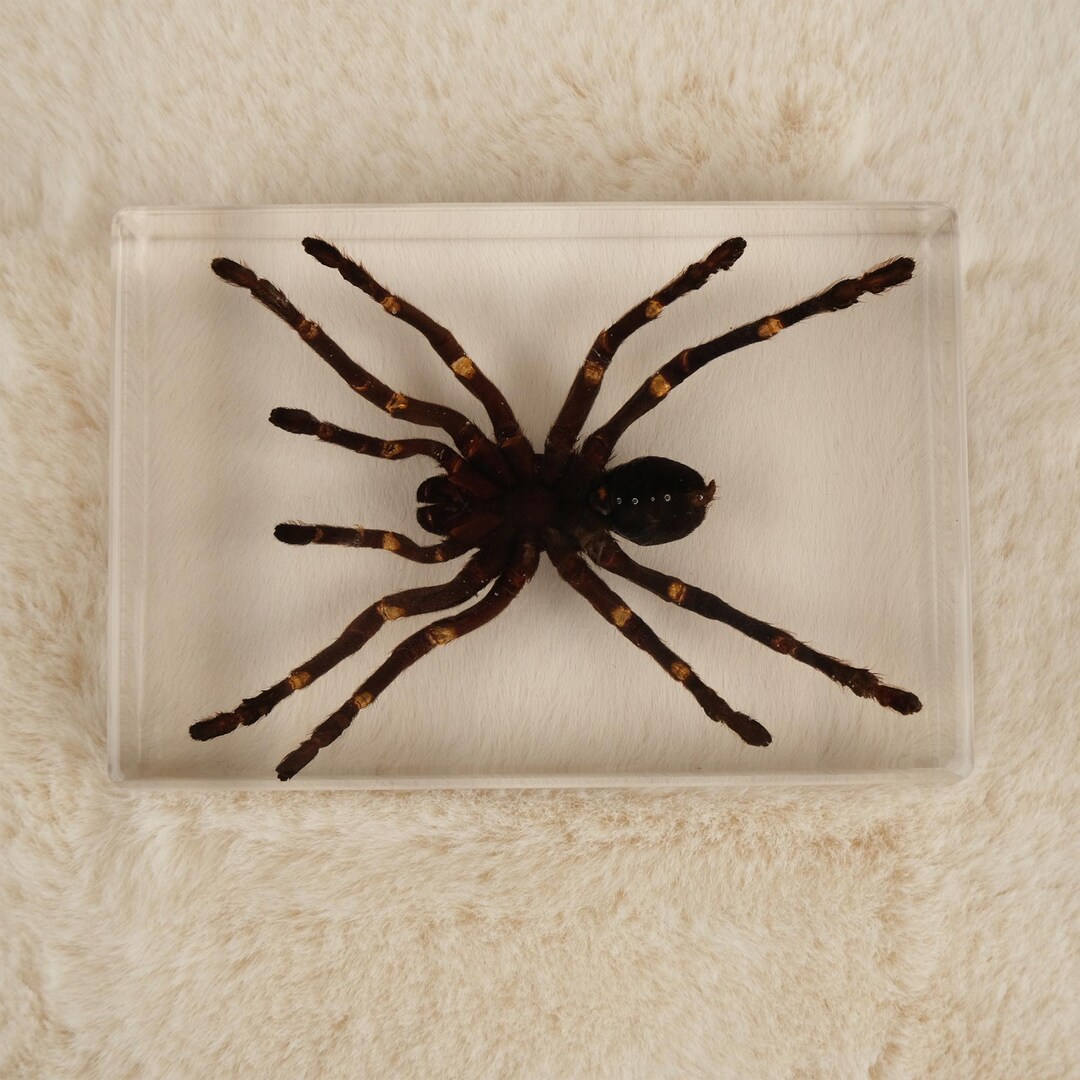 Tiger-striped Tarantula Specimen - Authentic Taxidermy Spider, Gothic ...