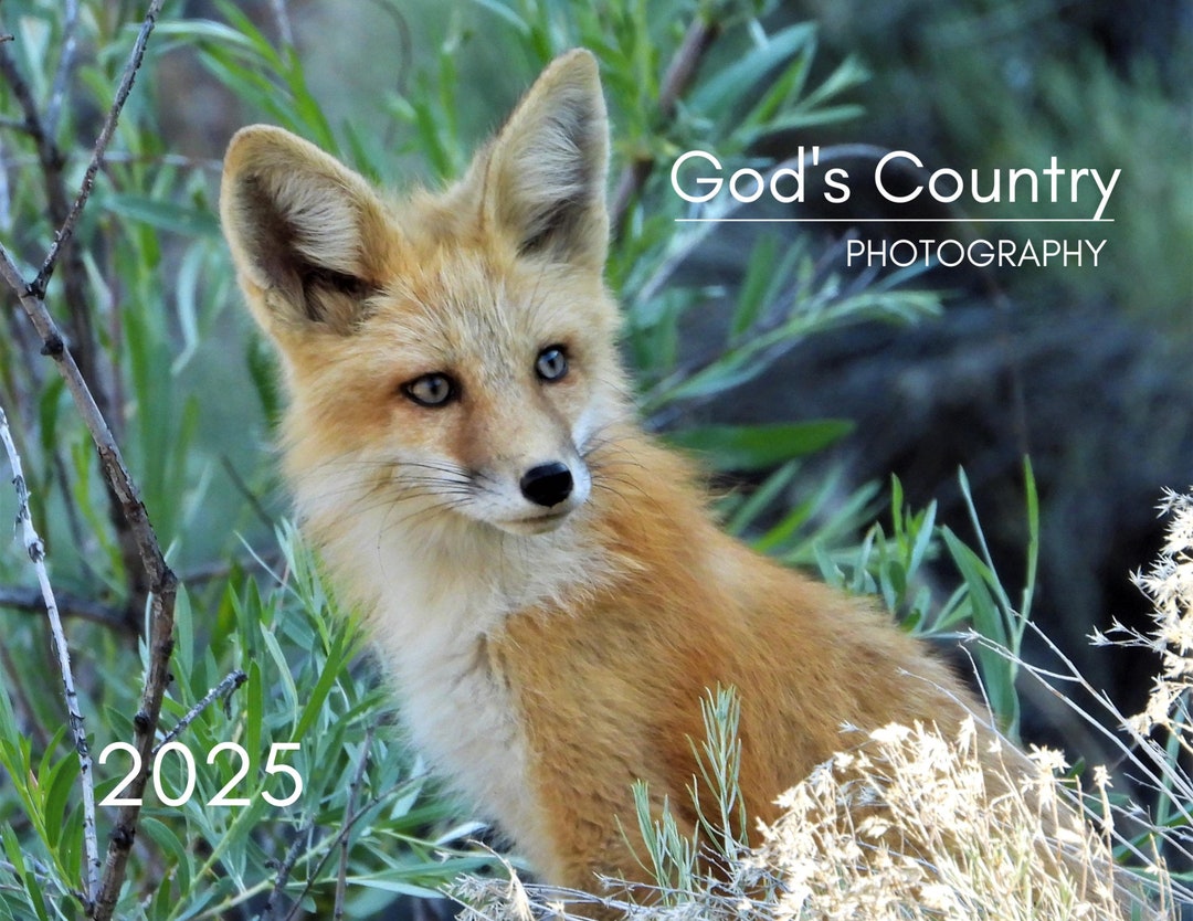 2025 Fox Calendar - Etsy