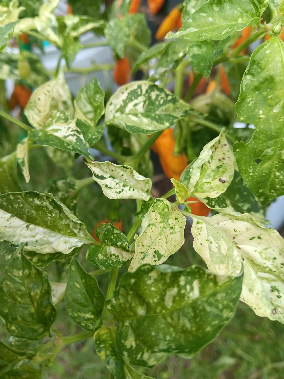 Variegated Devils Claw Mustard Pepper Seeds - Etsy