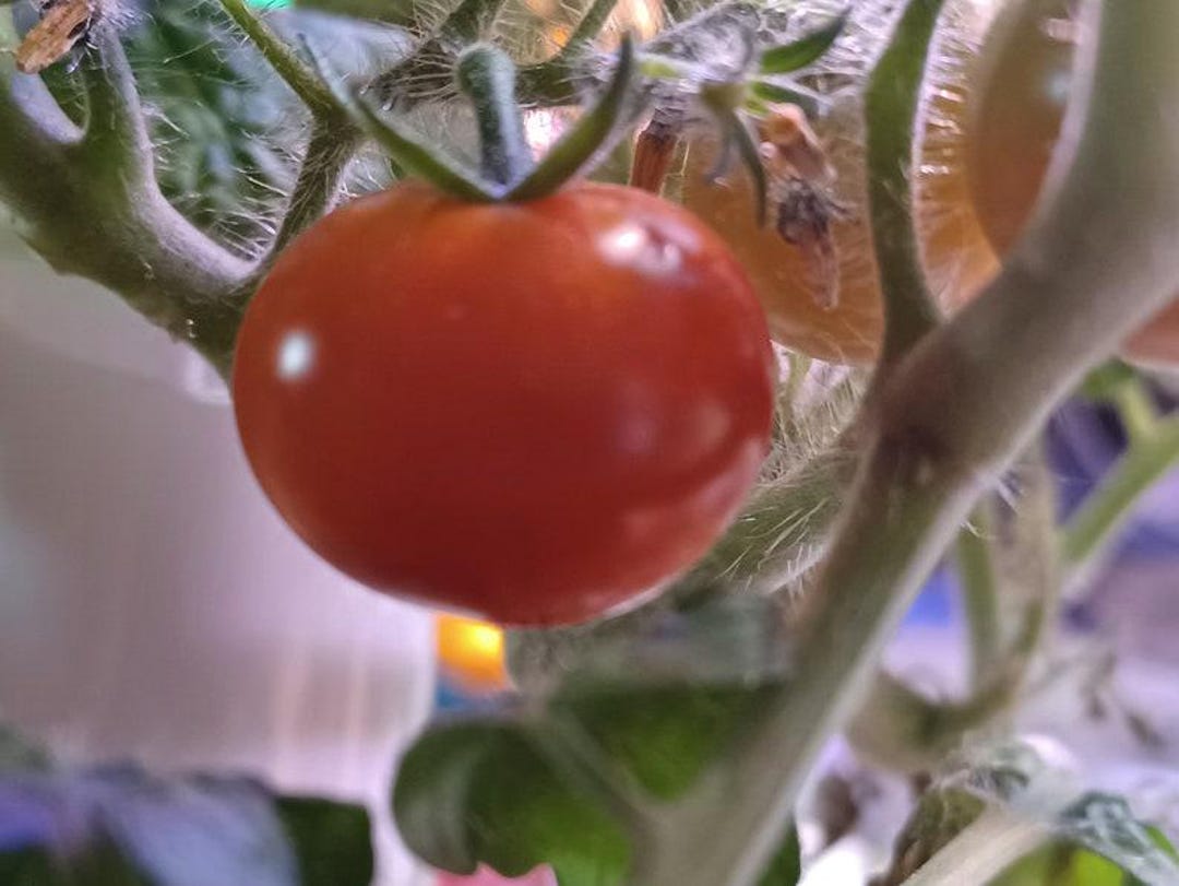 Jet Star Tomato Seeds - Etsy