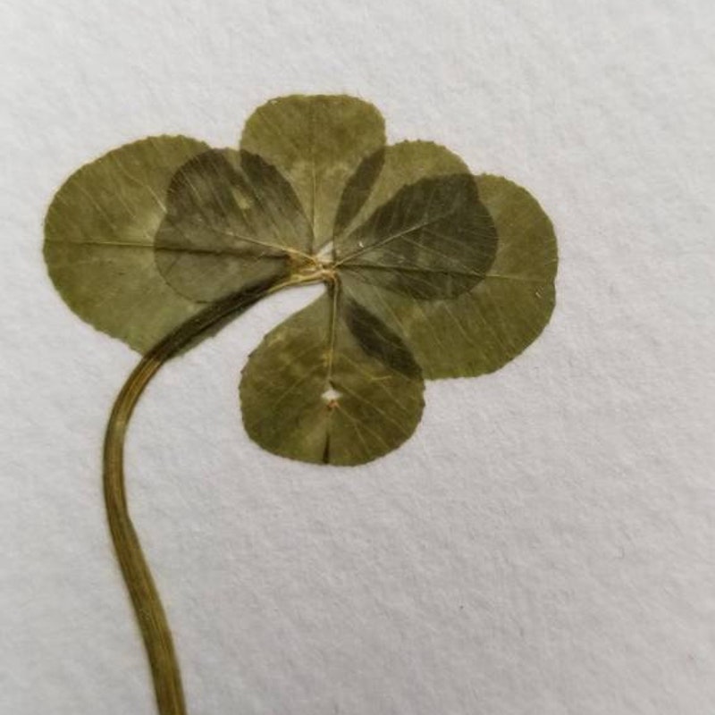 Dried 4 Leaf Clover - Etsy