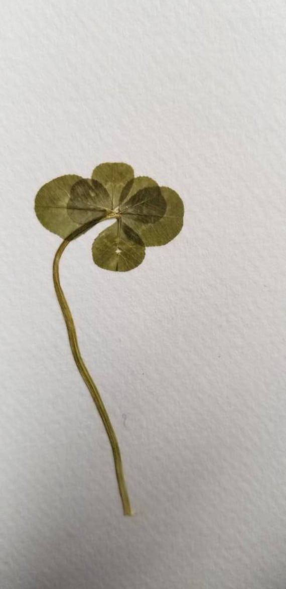 Real Four Leaf Clover on Archival Posterboard 5x7 Art & Collectibles ...