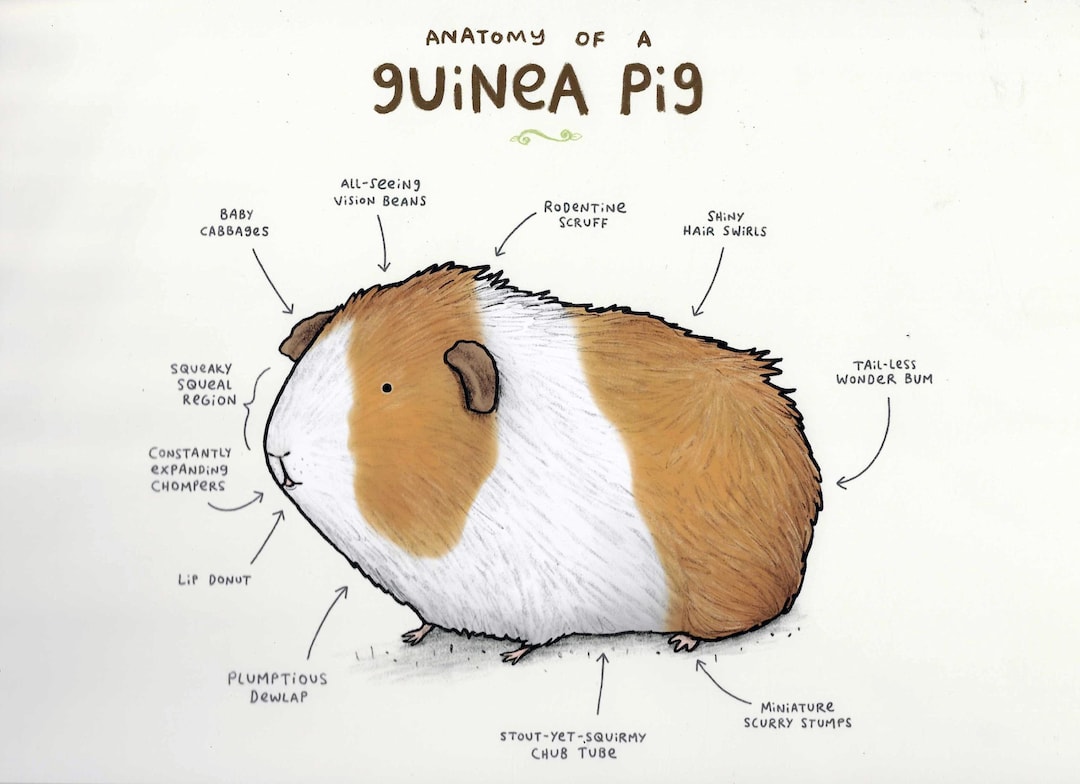 Anatomy of A Guinea Pig A4 Wall Art Print by Sophie Corrigan - Etsy UK