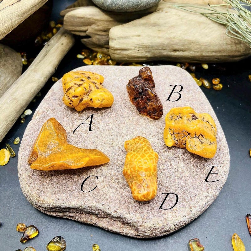 Museum of the Amber - Etsy