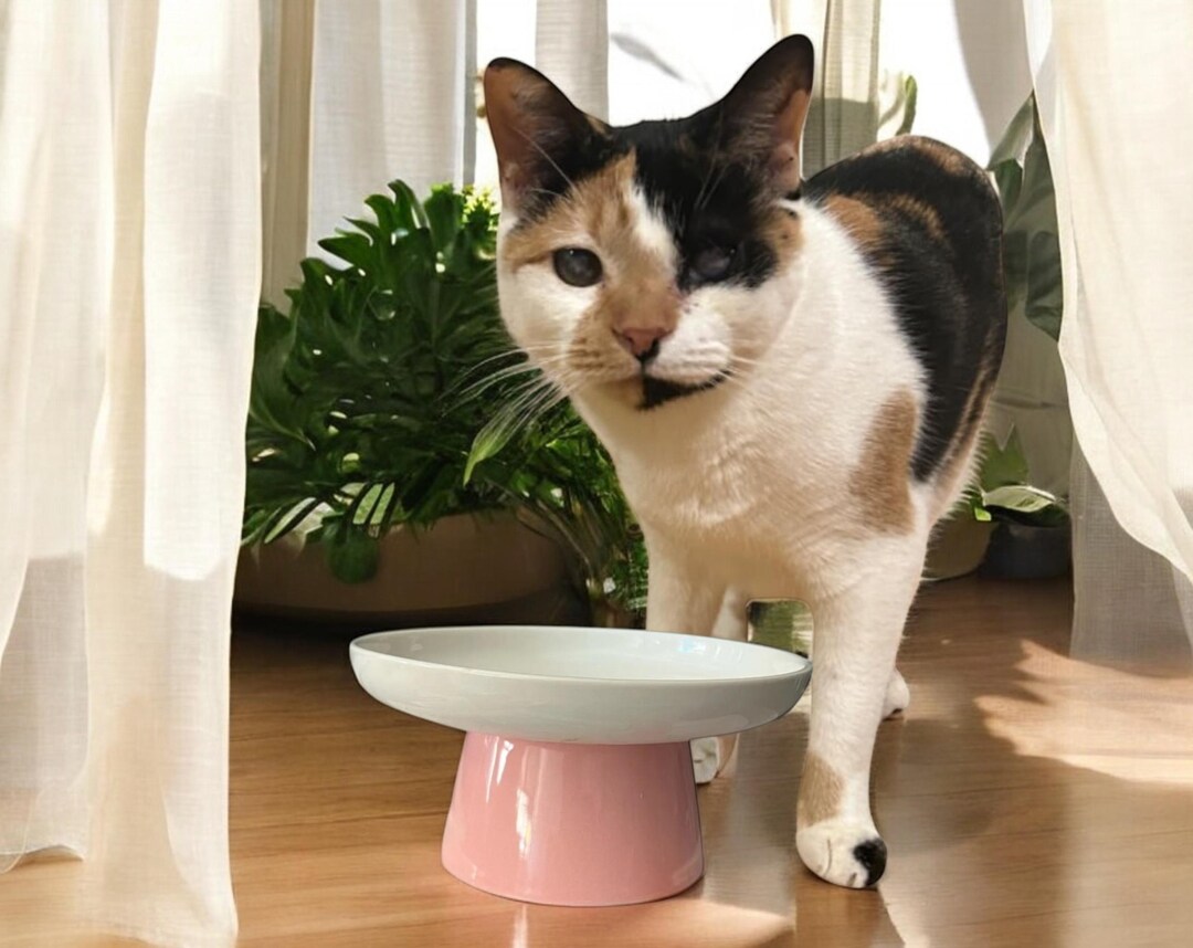 Ceramic Raised Cat Bowl, Puppy Bowl, Elevated Cat Feeder, Kitten Bowl ...