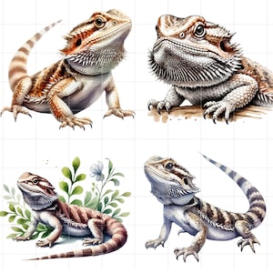 21 Watercolor Bearded Dragon Clipart | 21 Realistic Pngs | Transparent ...