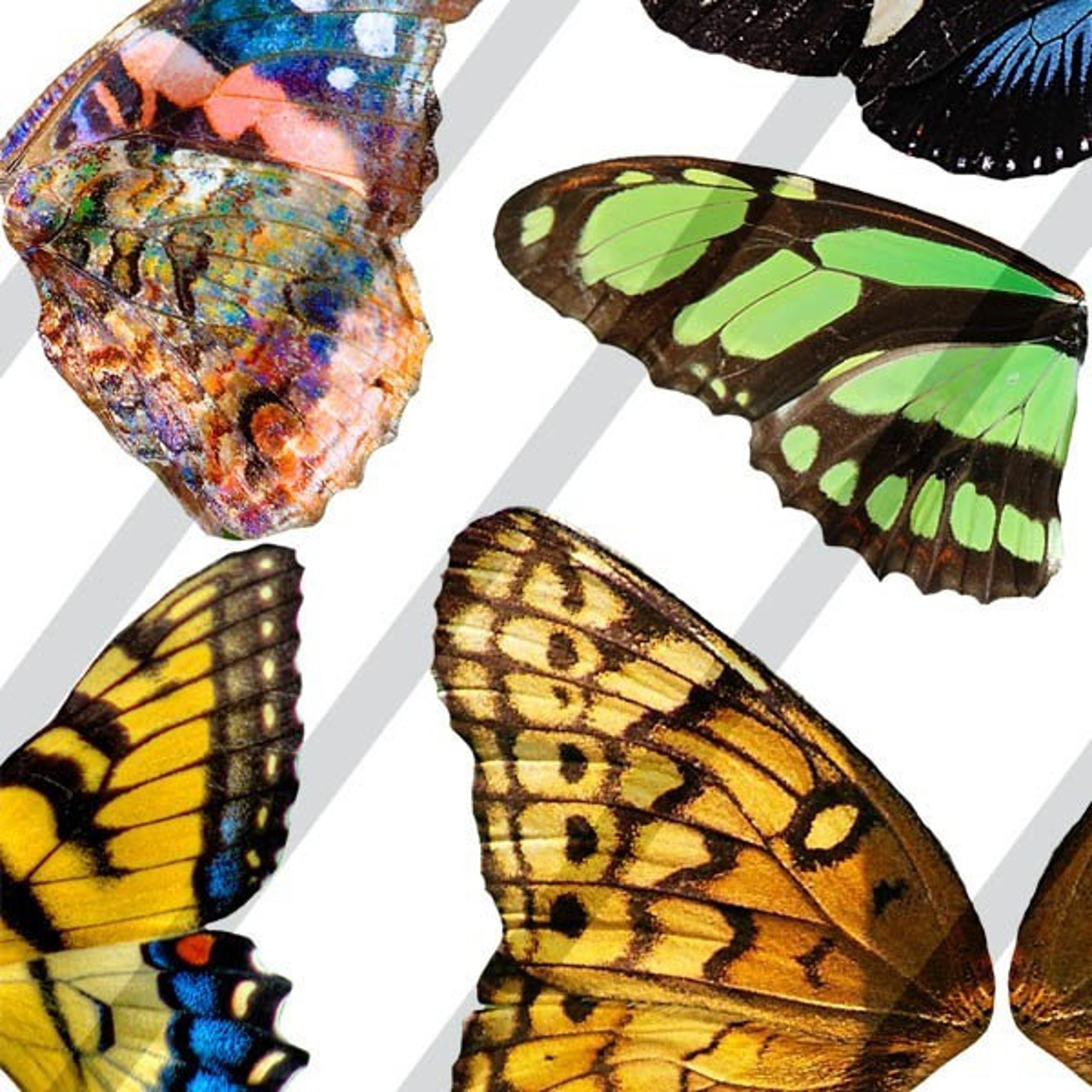 Butterfly Wings 2 Digital Collage Sheet Mixed Media Altered - Etsy