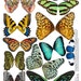 Butterfly Wings 2 Digital Collage Sheet Mixed Media Altered - Etsy