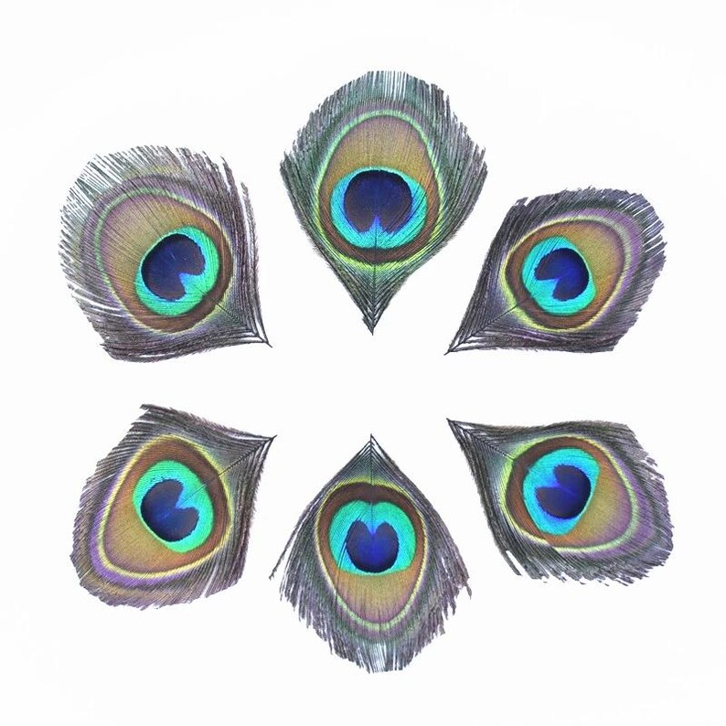 10pcs Natural Peacock Eye Feathers for Crafts, Iridescent Natural ...