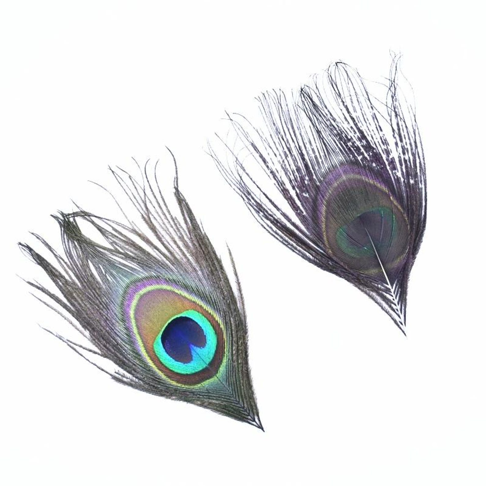 10pcs Natural Peacock Eye Feathers for Crafts, Iridescent Natural ...