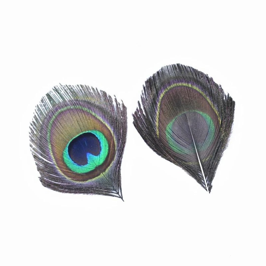 10pcs Natural Peacock Eye Feathers for Crafts, Iridescent Natural ...